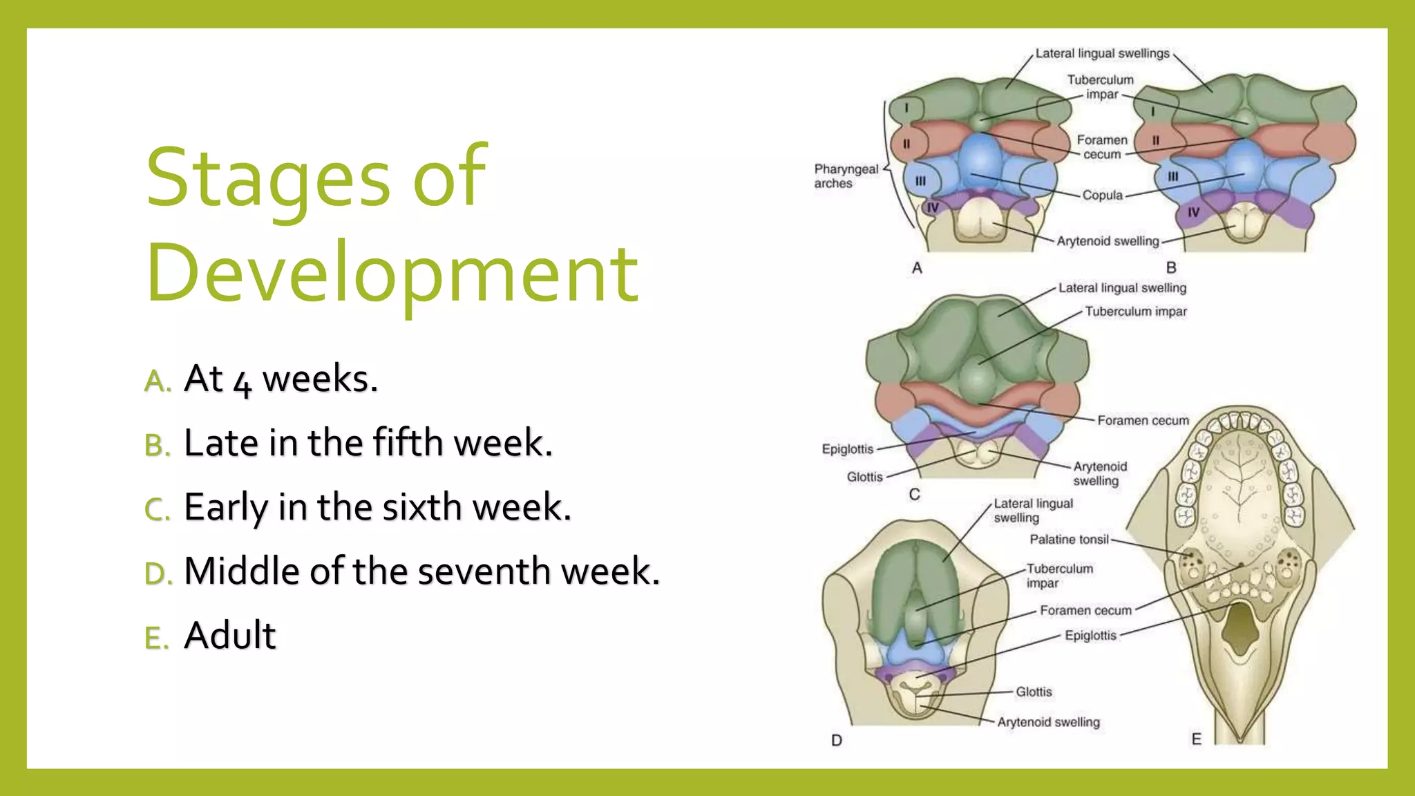 Development of tongue | PPTX