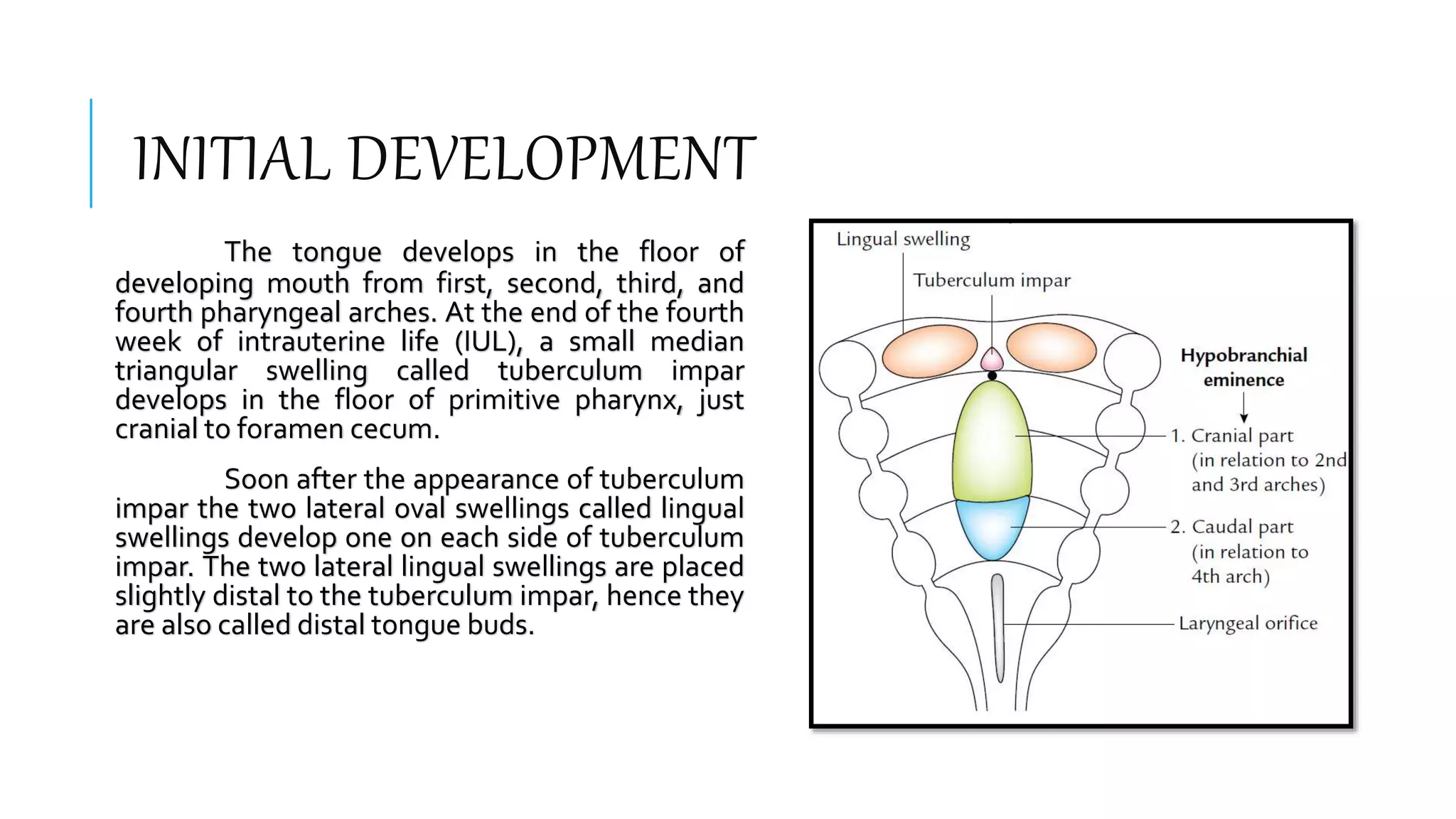 Development of tongue | PPTX