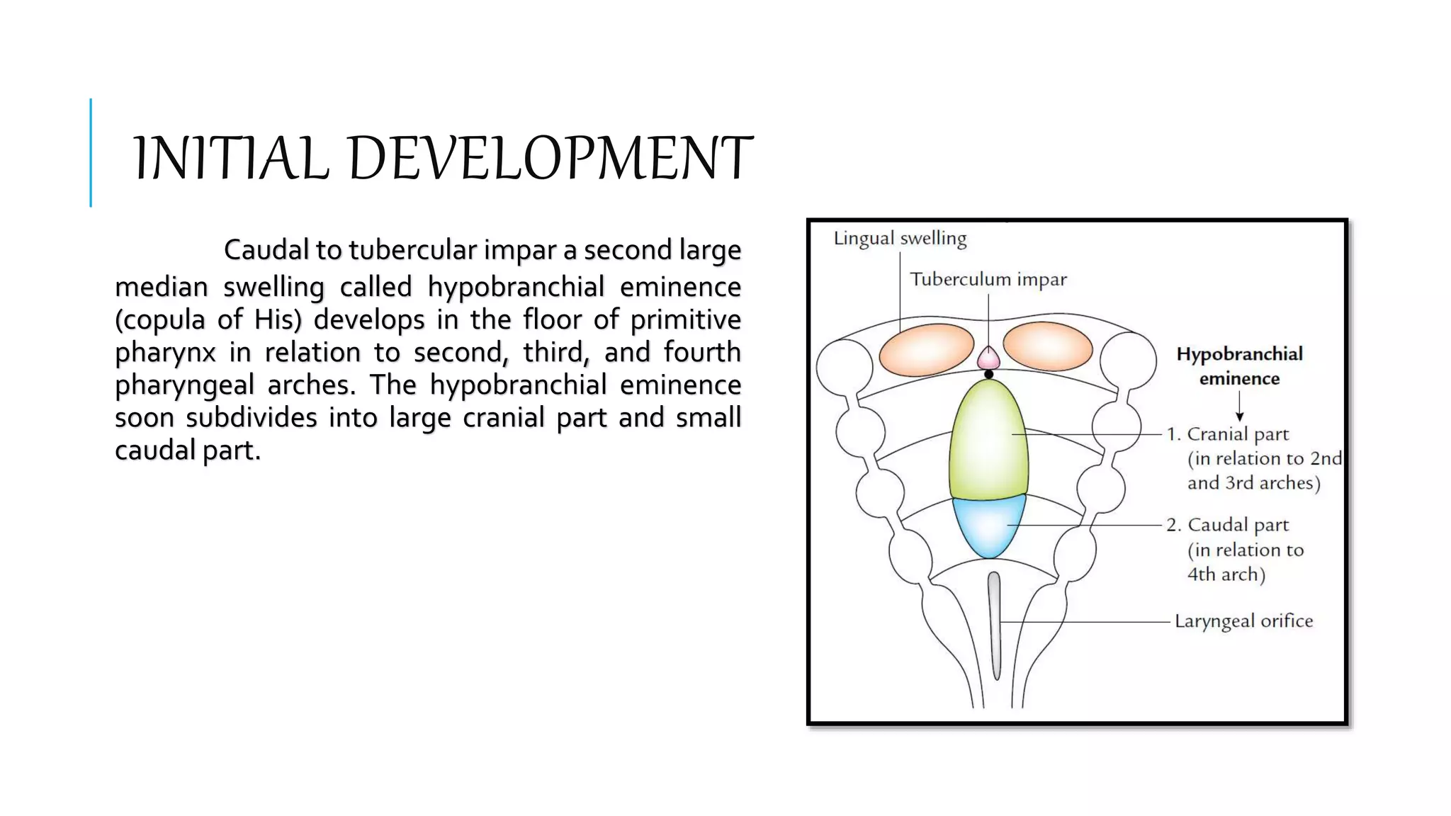 Development of tongue | PPTX