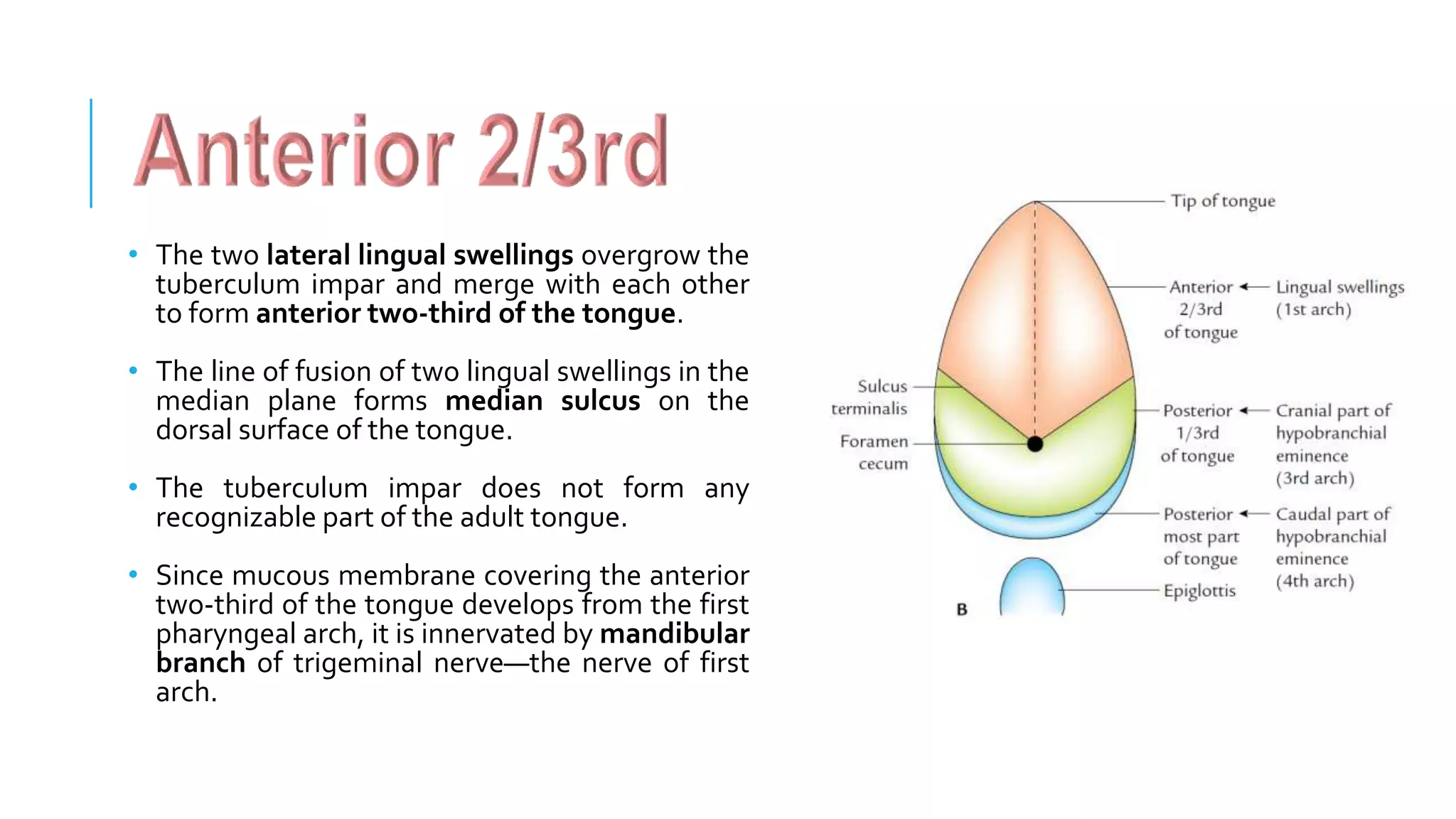 Development of tongue | PPTX