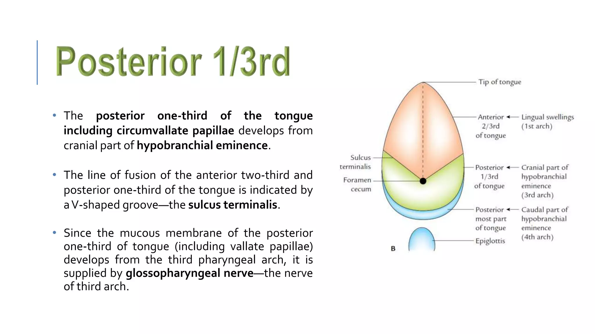Development of tongue | PPTX