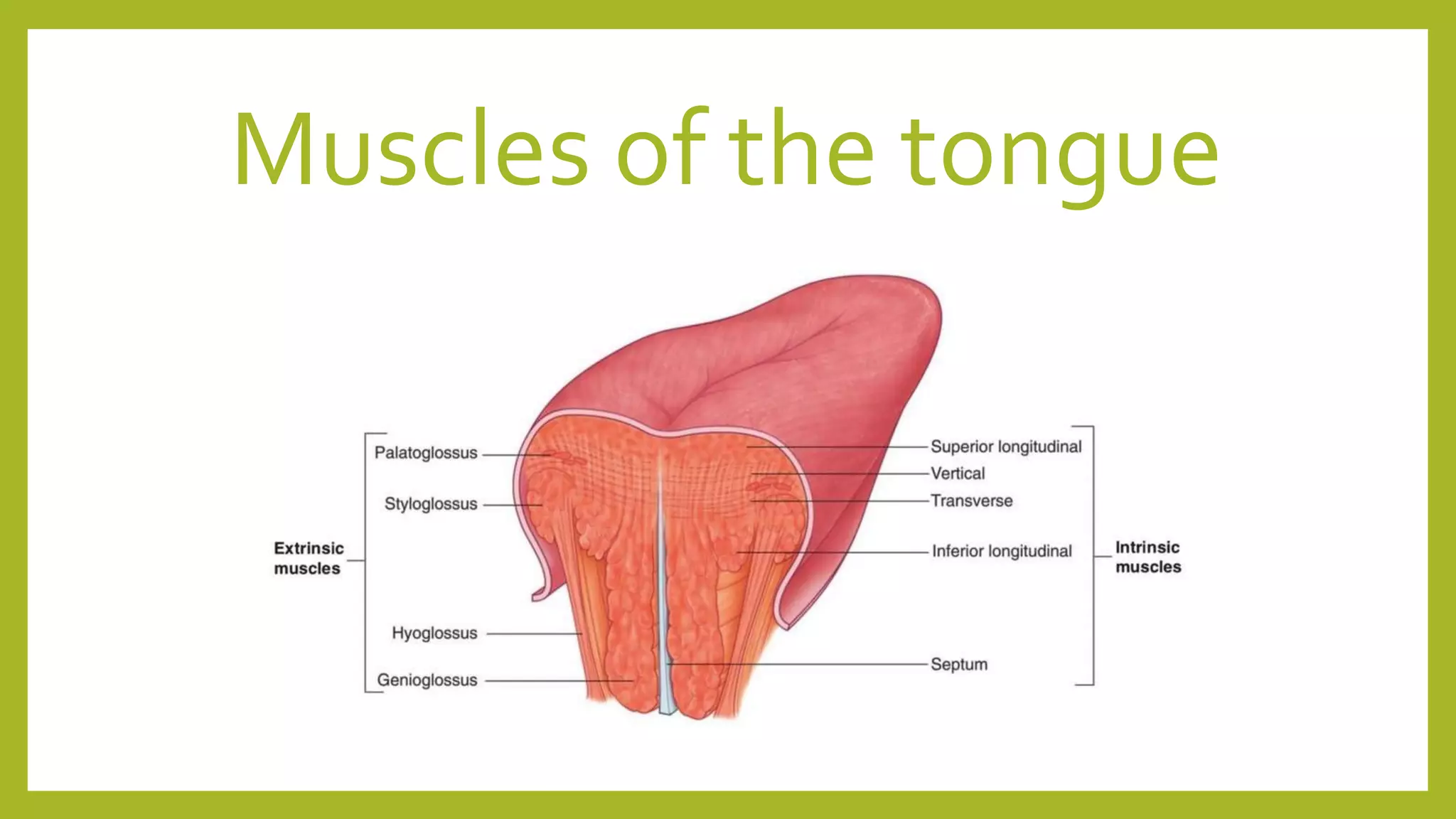 Development of tongue | PPTX