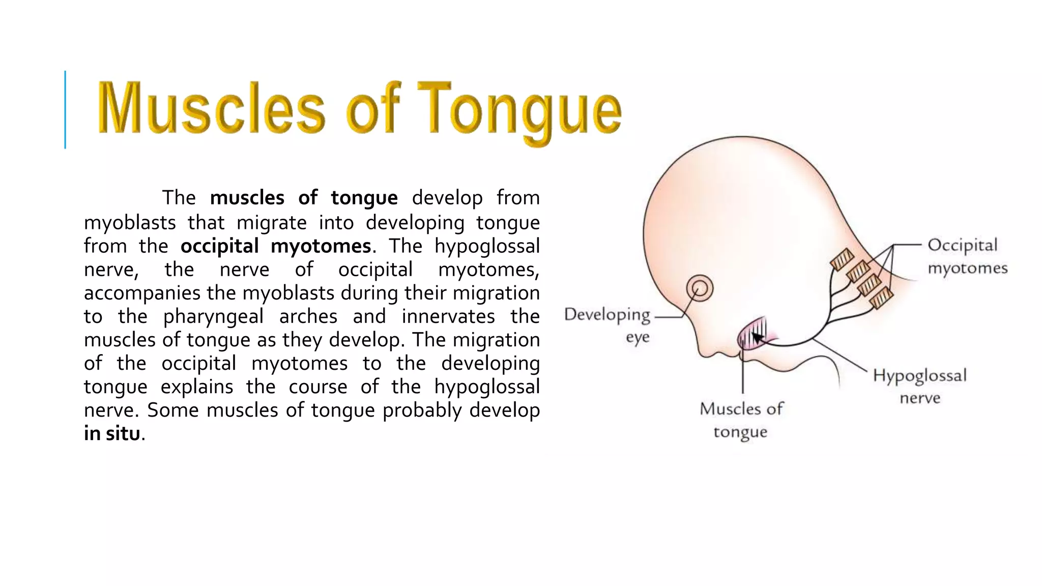 Development of tongue | PPTX