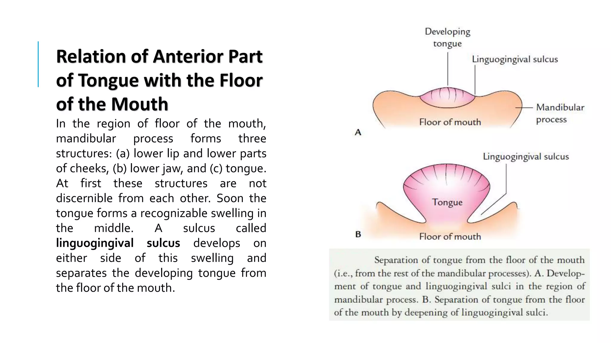 Development of tongue | PPTX