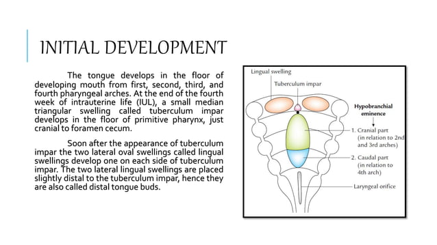Development Of Tongue Ppt