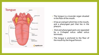 Development of tongue | PPTX