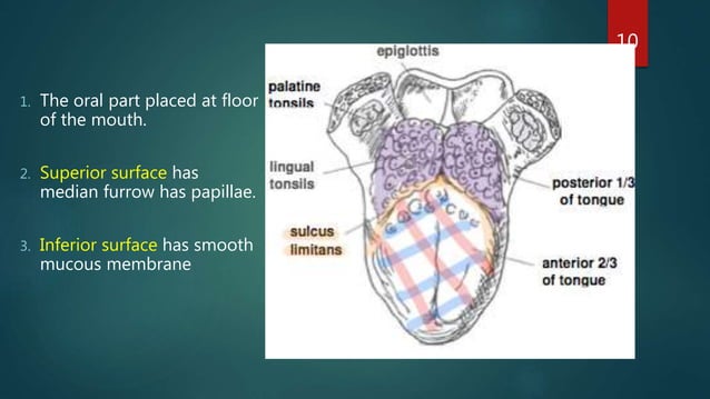Development of tongue and its applied anatomy | PPTX