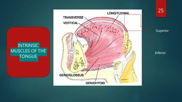 Development of tongue and its applied anatomy | PPTX
