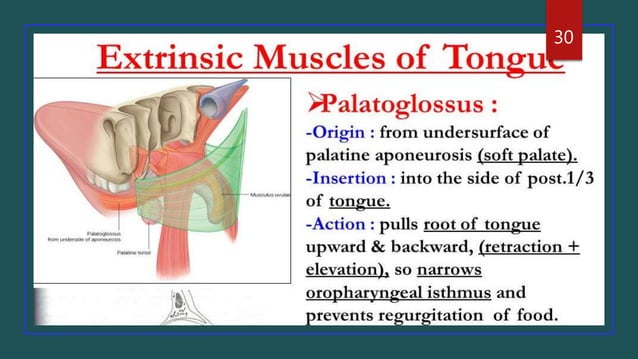 Development of tongue and its applied anatomy | PPTX
