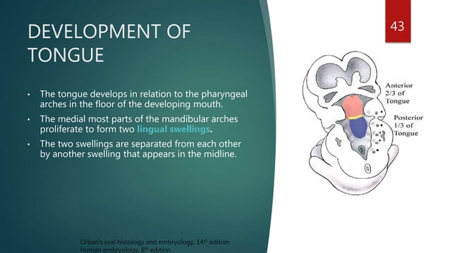 Development of tongue and its applied anatomy | PPTX