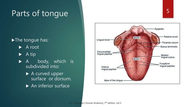 Development of tongue and its applied anatomy | PPTX