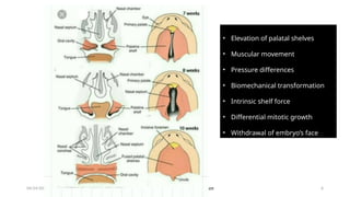 Development of tongue and Palate for Dentistry Students | PPTX