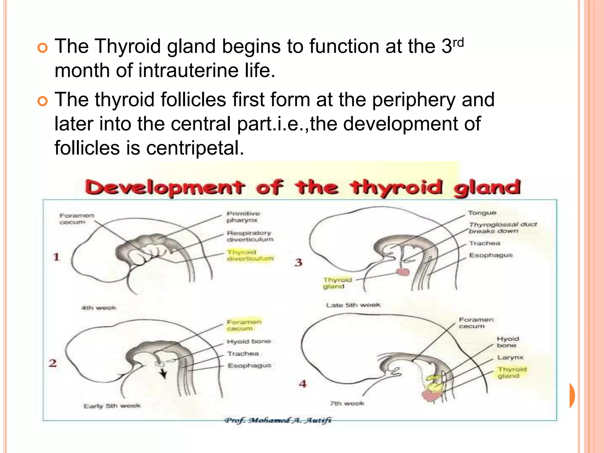Development of tongue and thyroid gland | PPTX