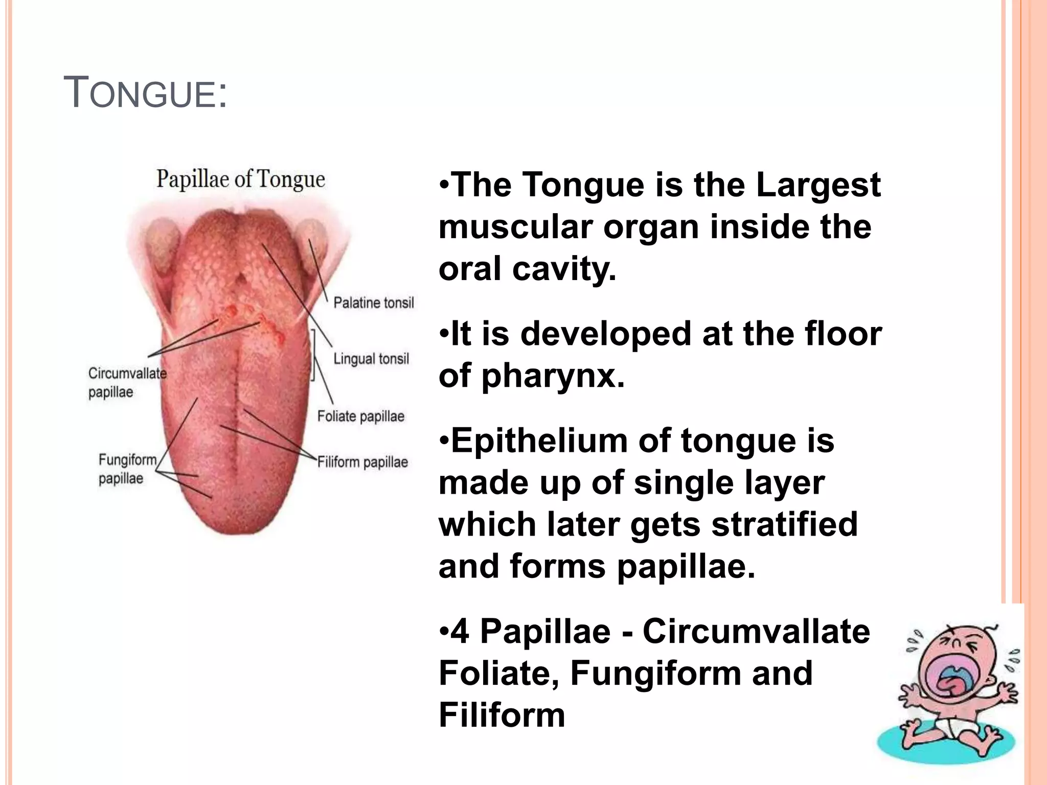 Development of tongue and thyroid gland | PPTX