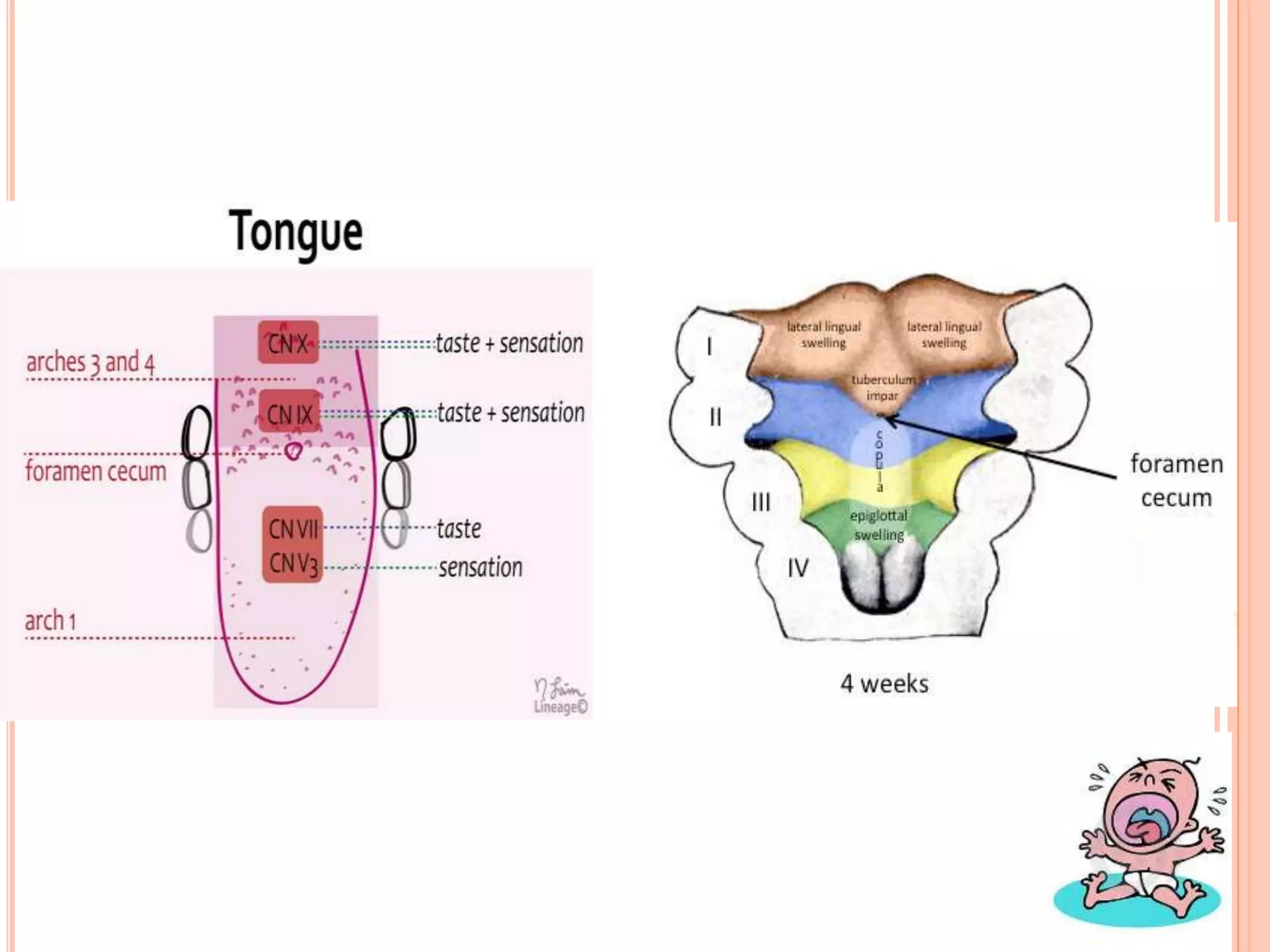 Development of tongue and thyroid gland | PPTX