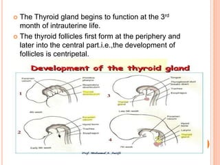 Development of tongue and thyroid gland | PPTX