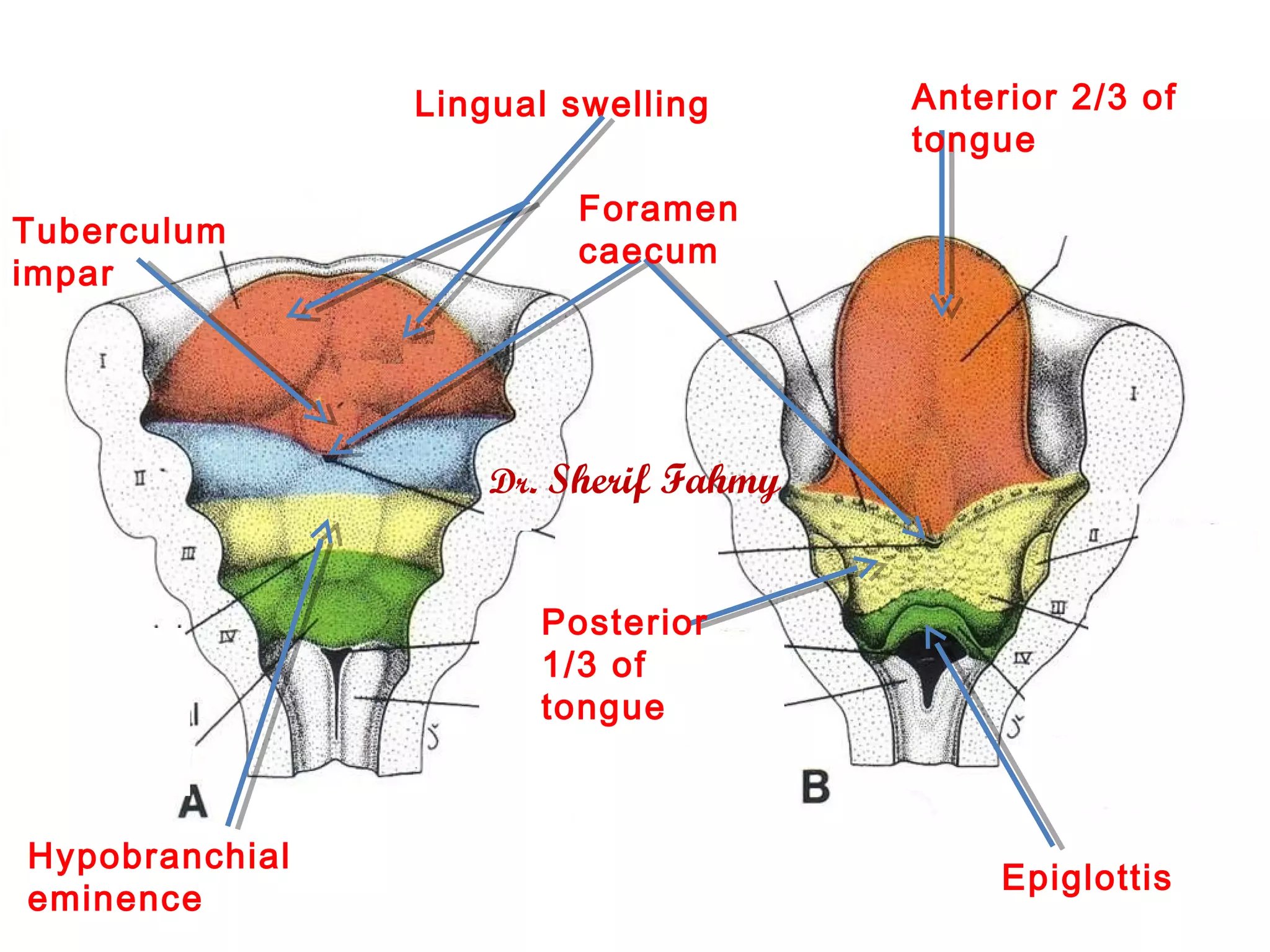 Development of Tongue, Thyroid Gland and Respiratory System (Special ...