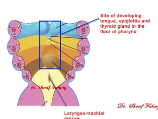 Development of Tongue, Thyroid Gland and Respiratory System (Special ...