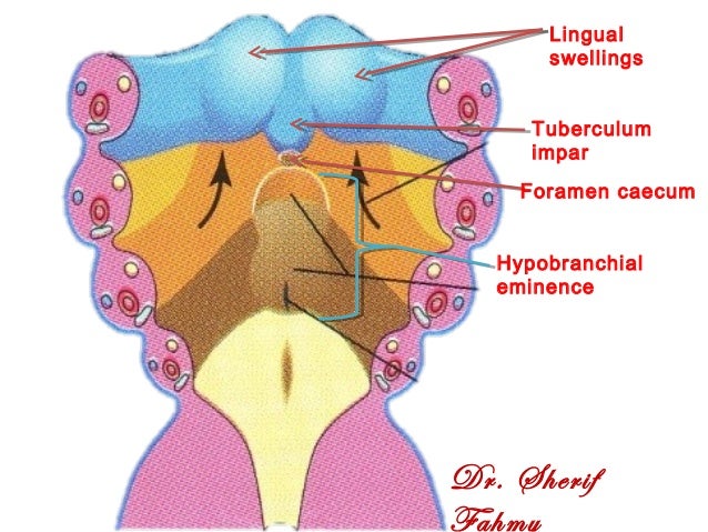 Development of Tongue, Thyroid Gland and Respiratory System (Special