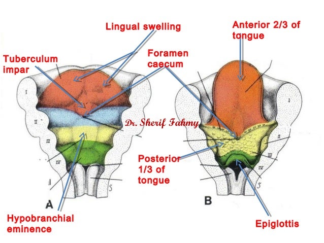 Development of Tongue, Thyroid Gland and Respiratory System (Special