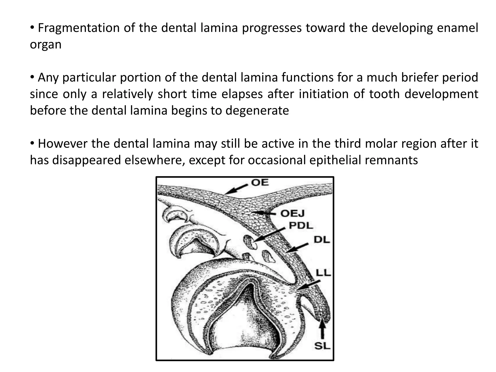 Development of tooth | PPTX