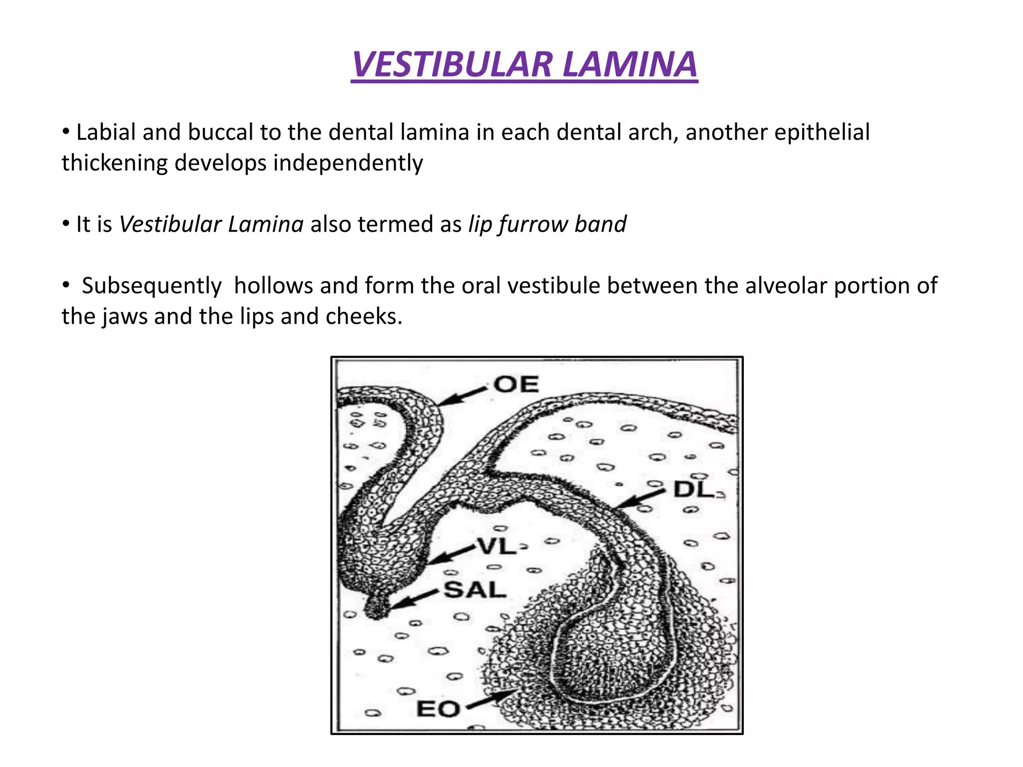Development of tooth | PPTX
