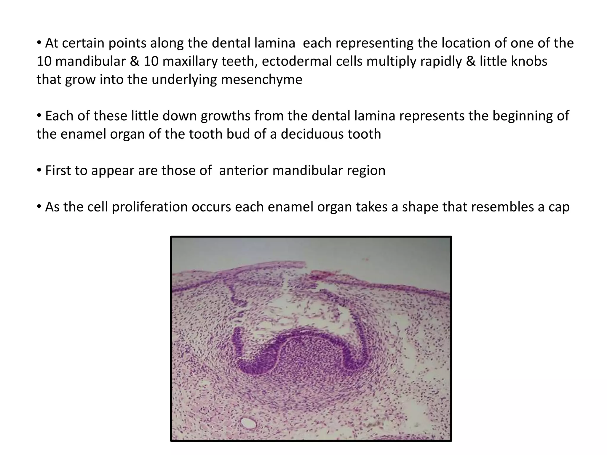 Development of tooth | PPTX