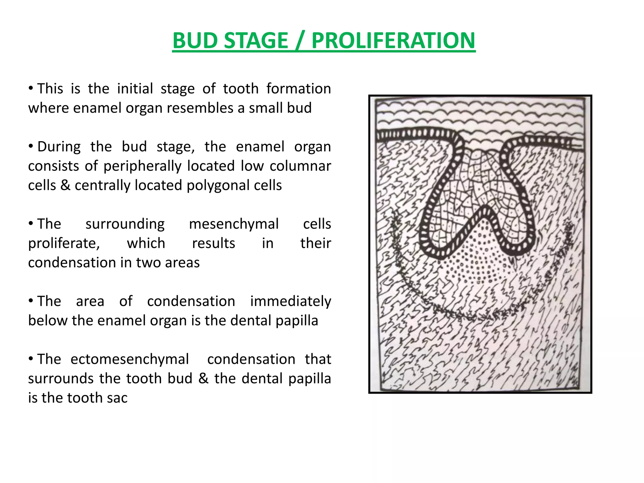 Development of tooth | PPTX