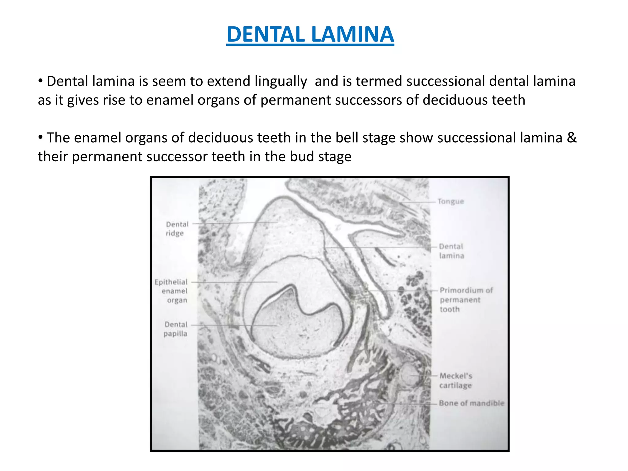 Development of tooth | PPTX