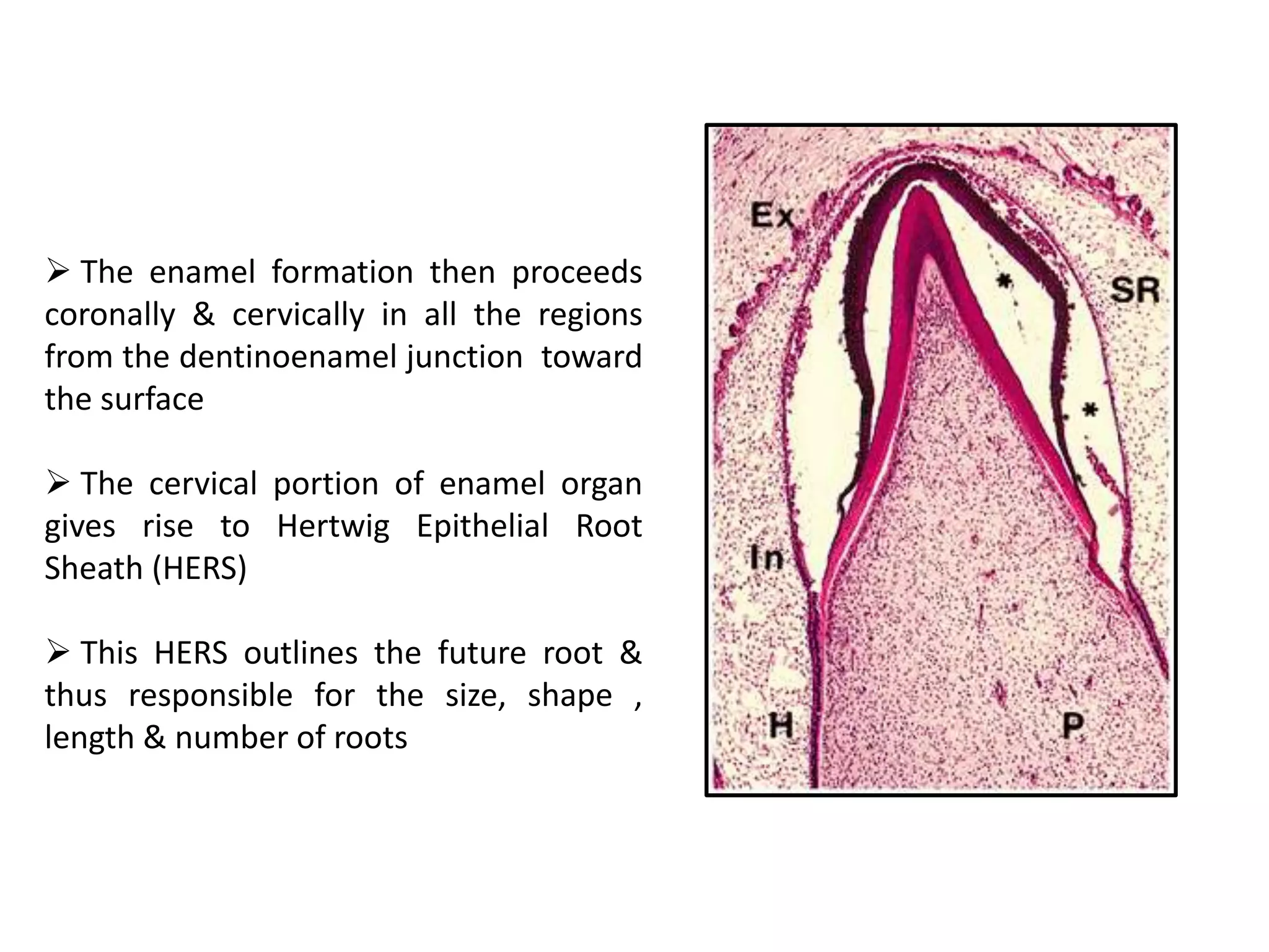 Development of tooth | PPTX