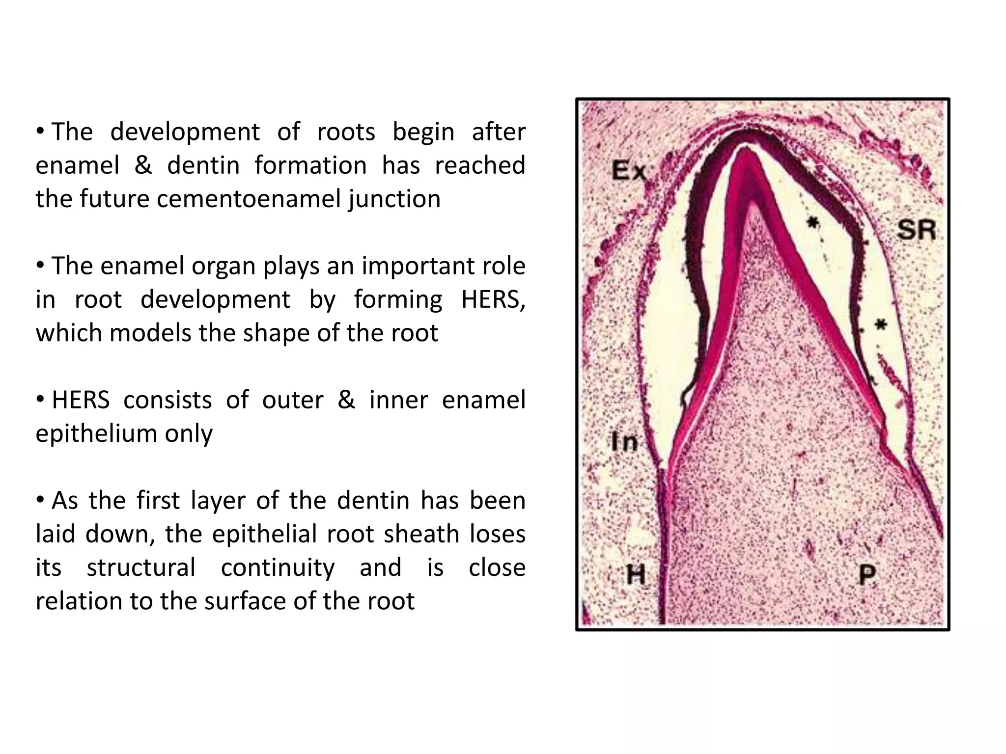 Development of tooth | PPTX