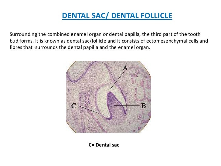 What Is A Dental Follicle at Elijah Gannon blog
