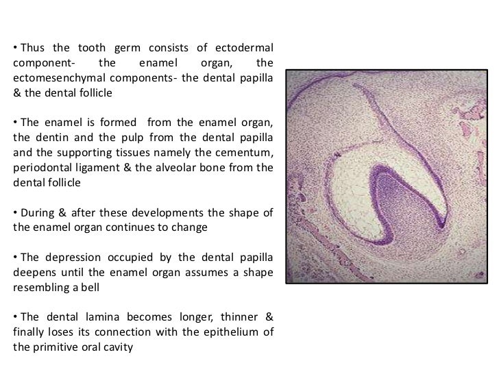 Development of tooth