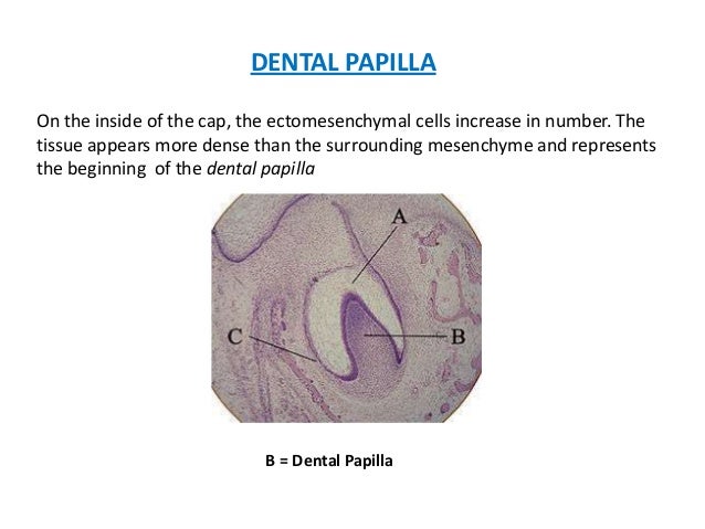Development of tooth