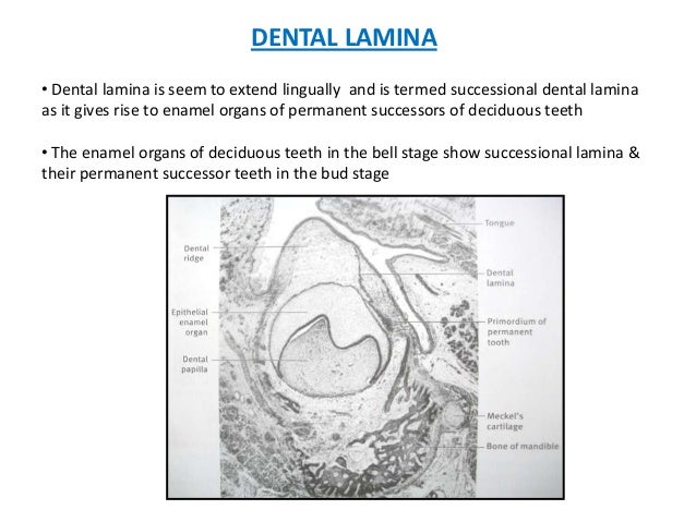Development of tooth