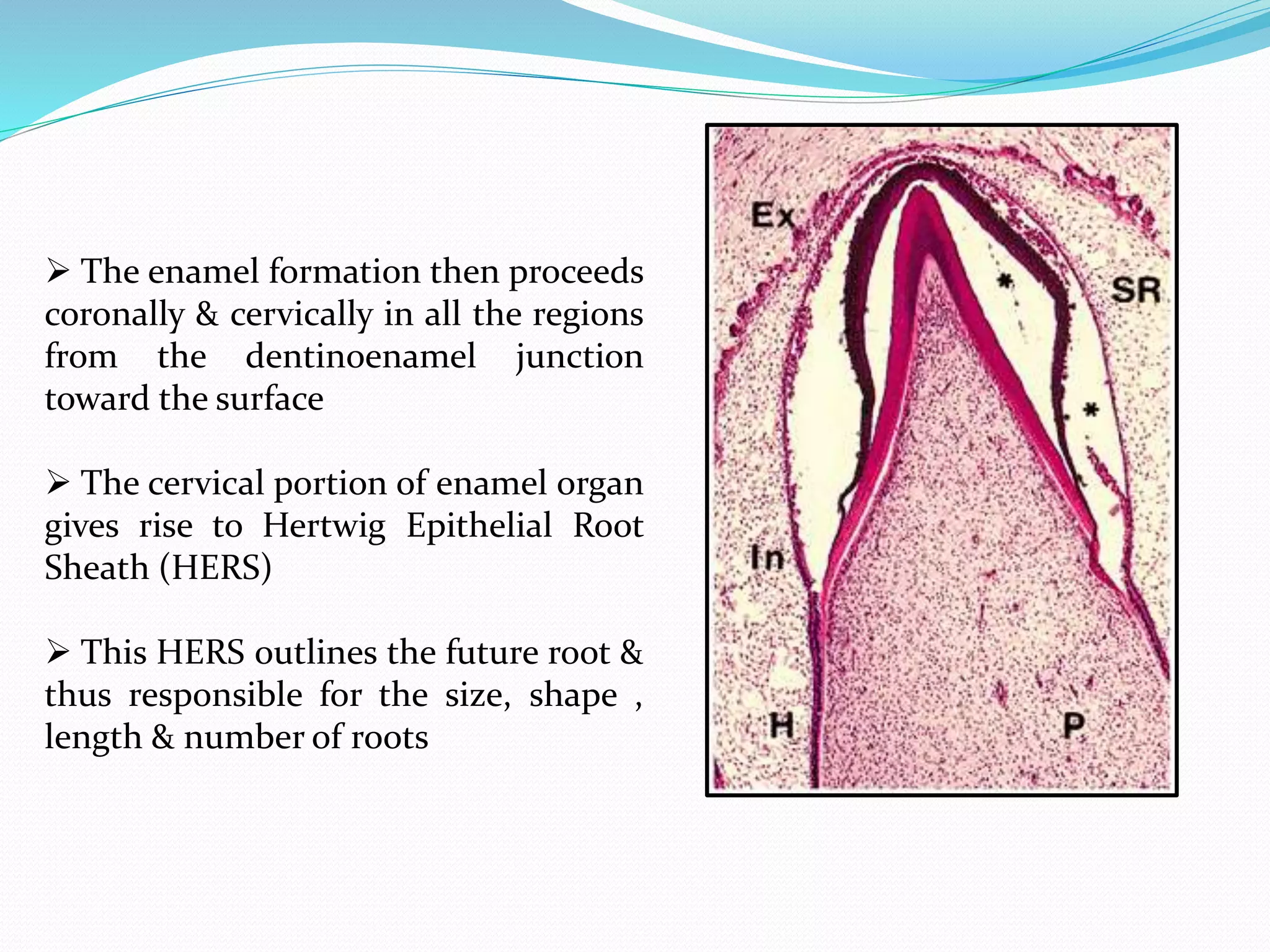 Developmentoftooth 141116053808-conversion-gate02 | PPTX
