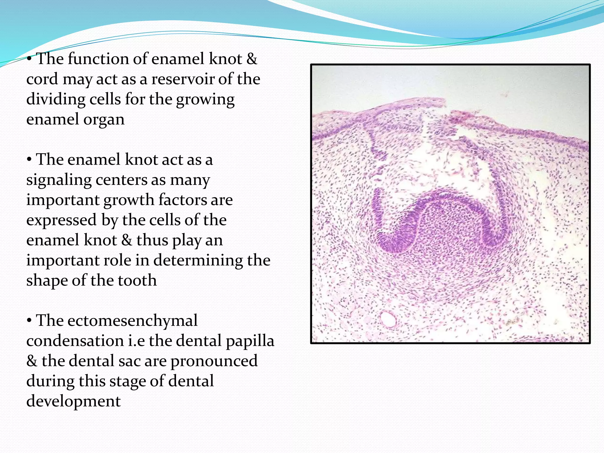 Development of tooth - DCPS | PPTX