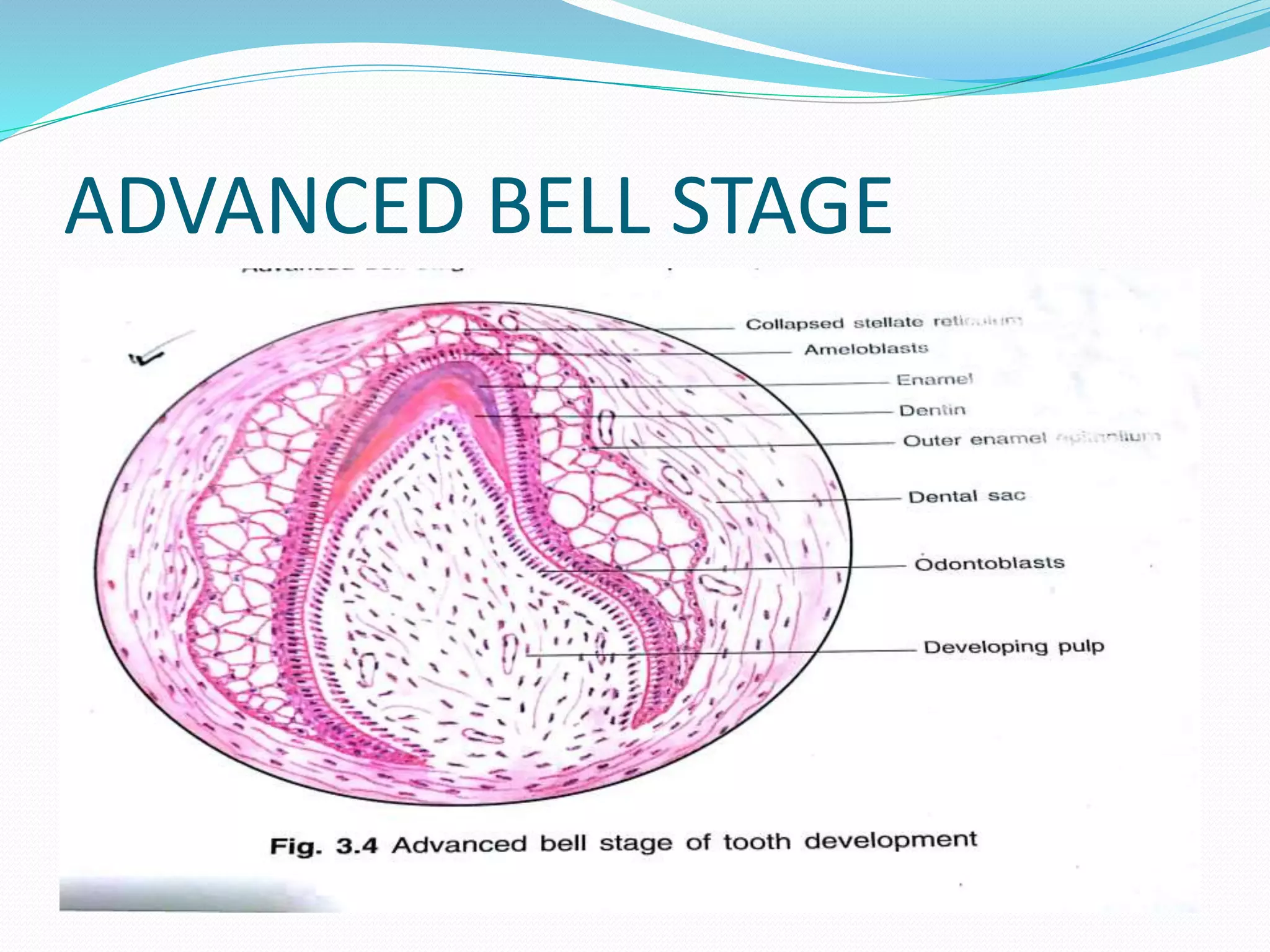 Development of tooth | PPTX