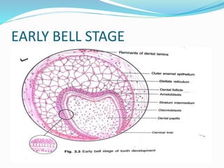 Development of tooth | PPTX
