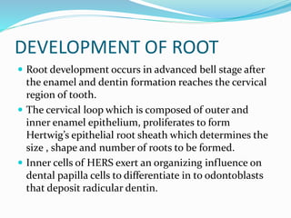 Development of tooth | PPTX