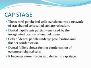 Development of tooth | PPTX