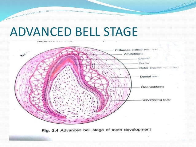Development of tooth