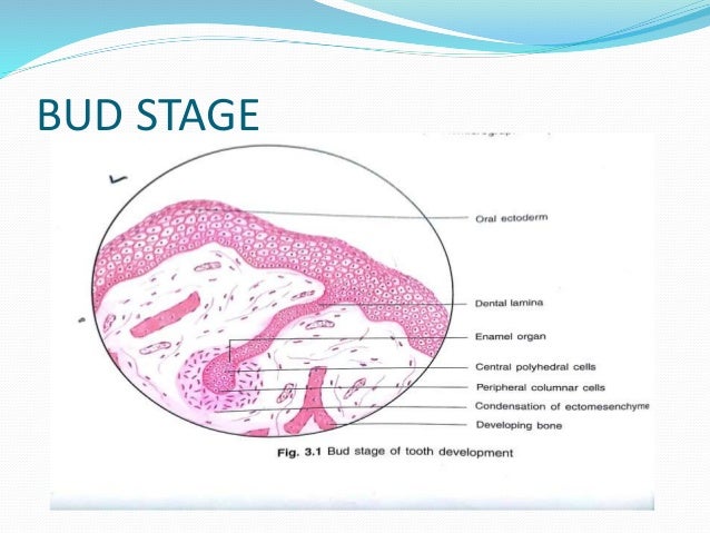 Development of tooth