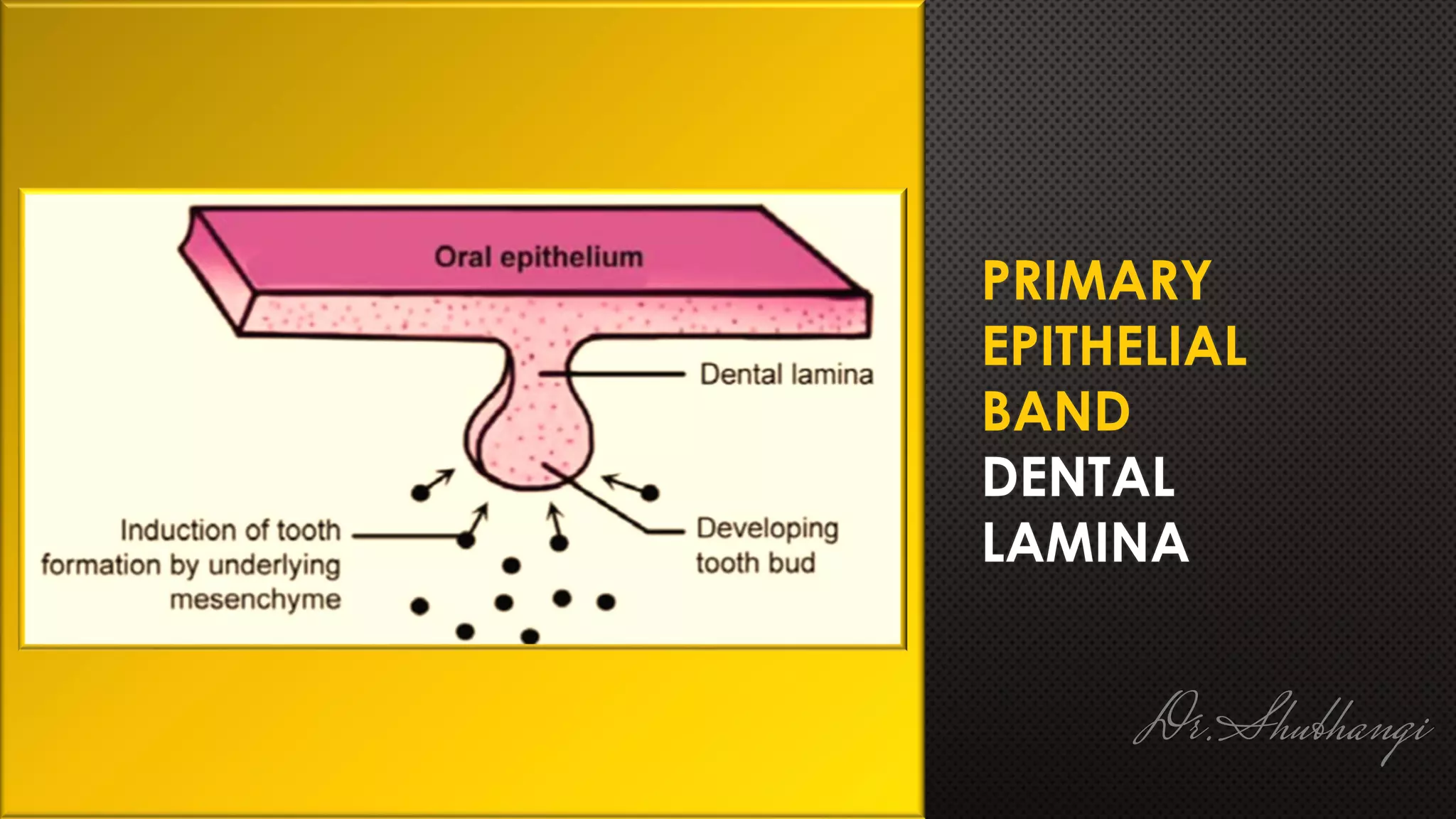 Development of tooth | PDF