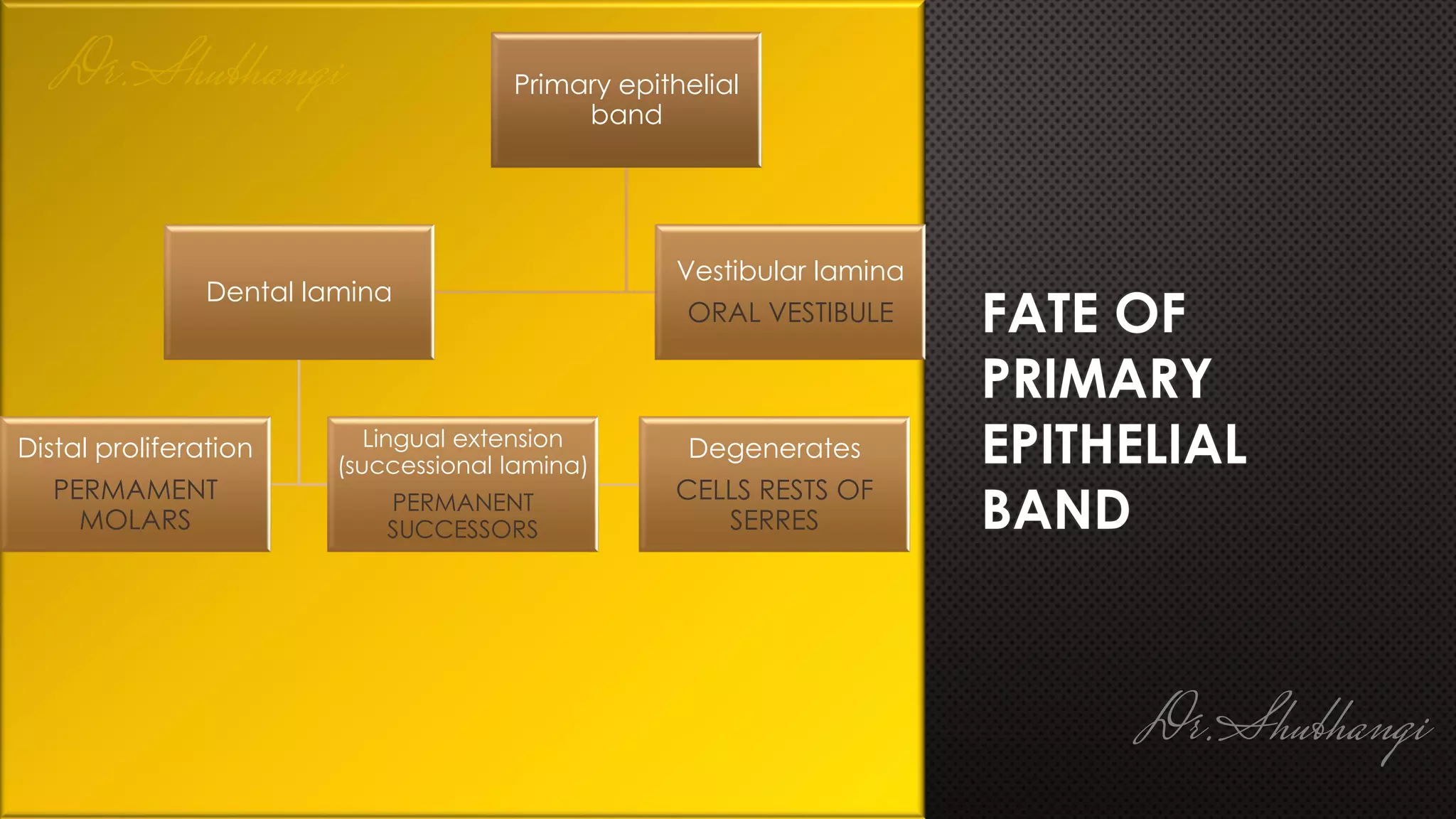 Development of tooth | PDF