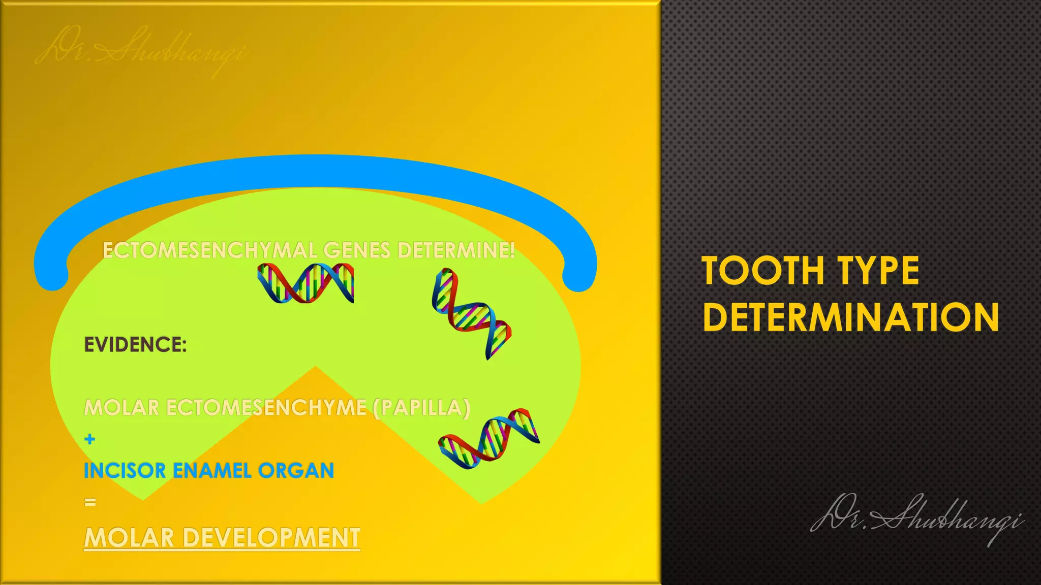 Development of tooth | PDF