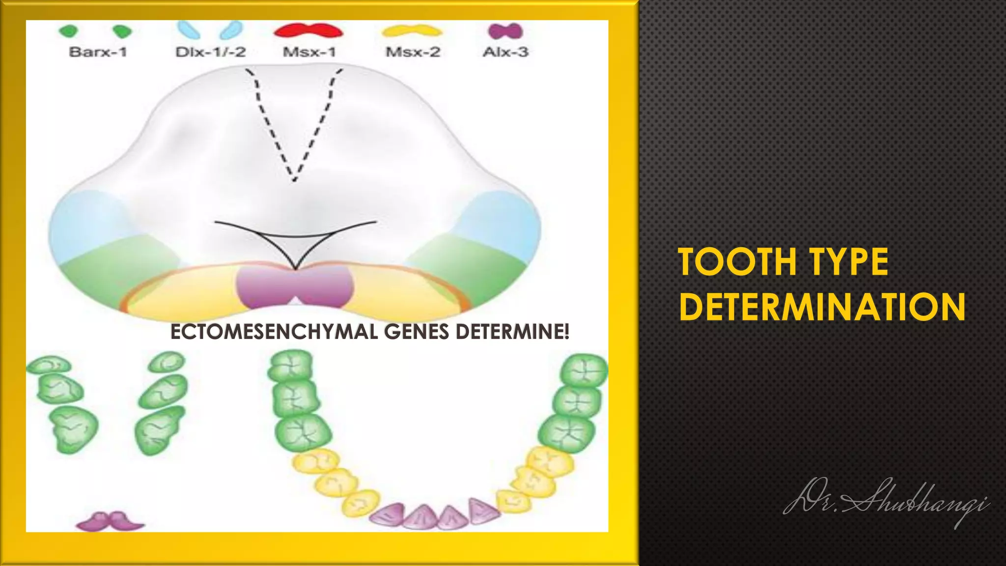 Development of tooth | PDF