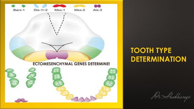 Development of tooth | PPT