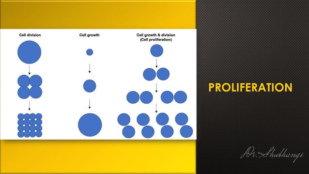 Development of tooth | PPT