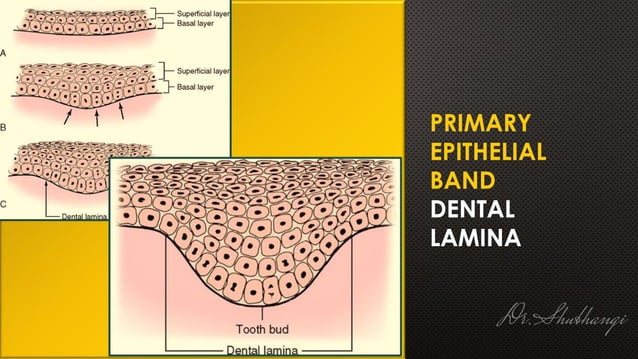 Development of tooth | PPT